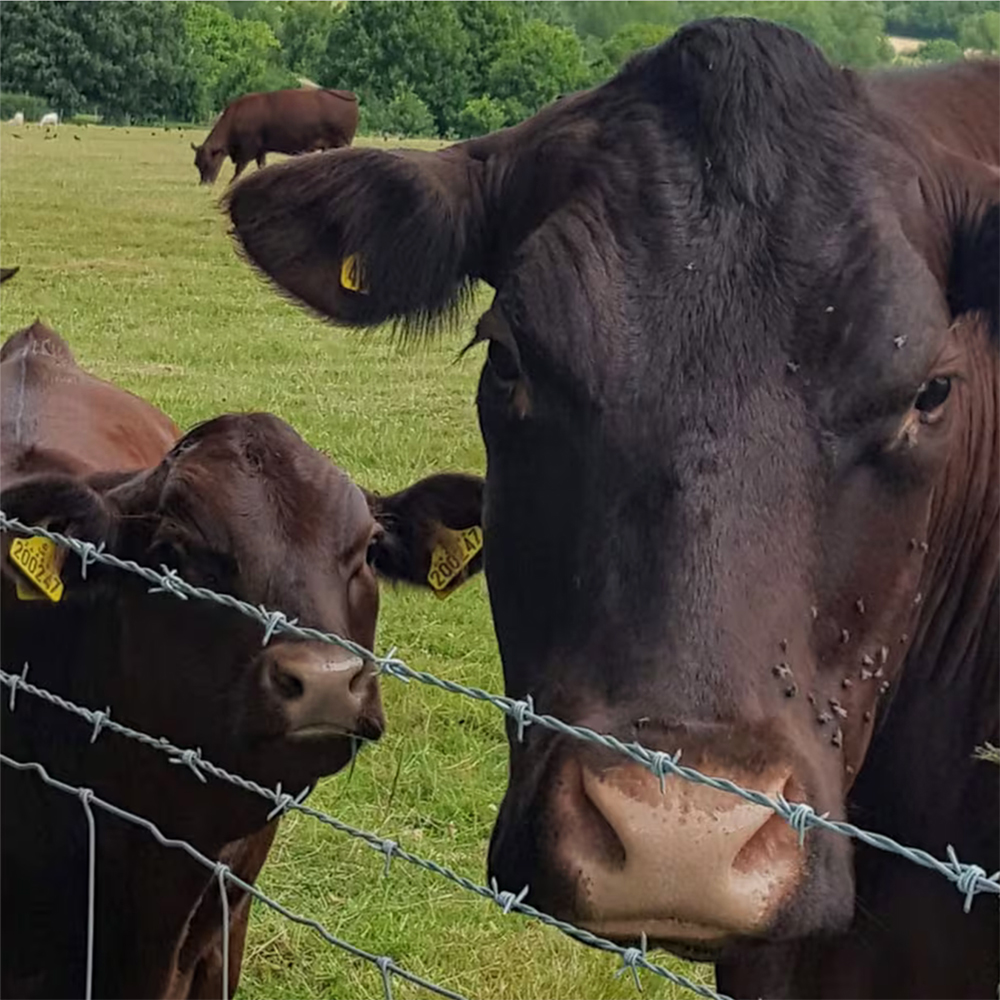High Tensile Barbed Wire - Broadshires Fencing Supplies